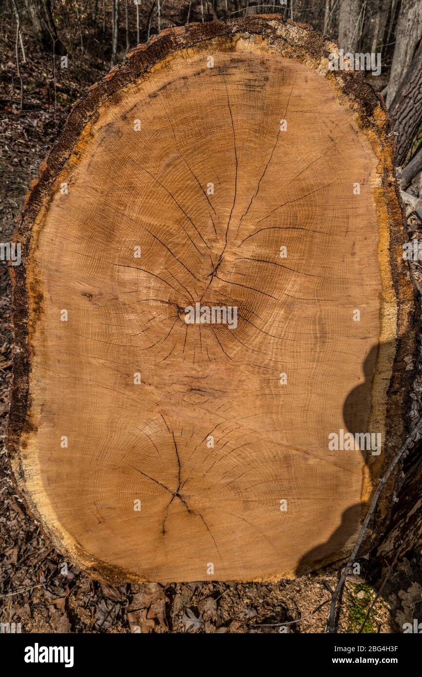 Showing a cut surface detail hi-res stock photography and images - Alamy