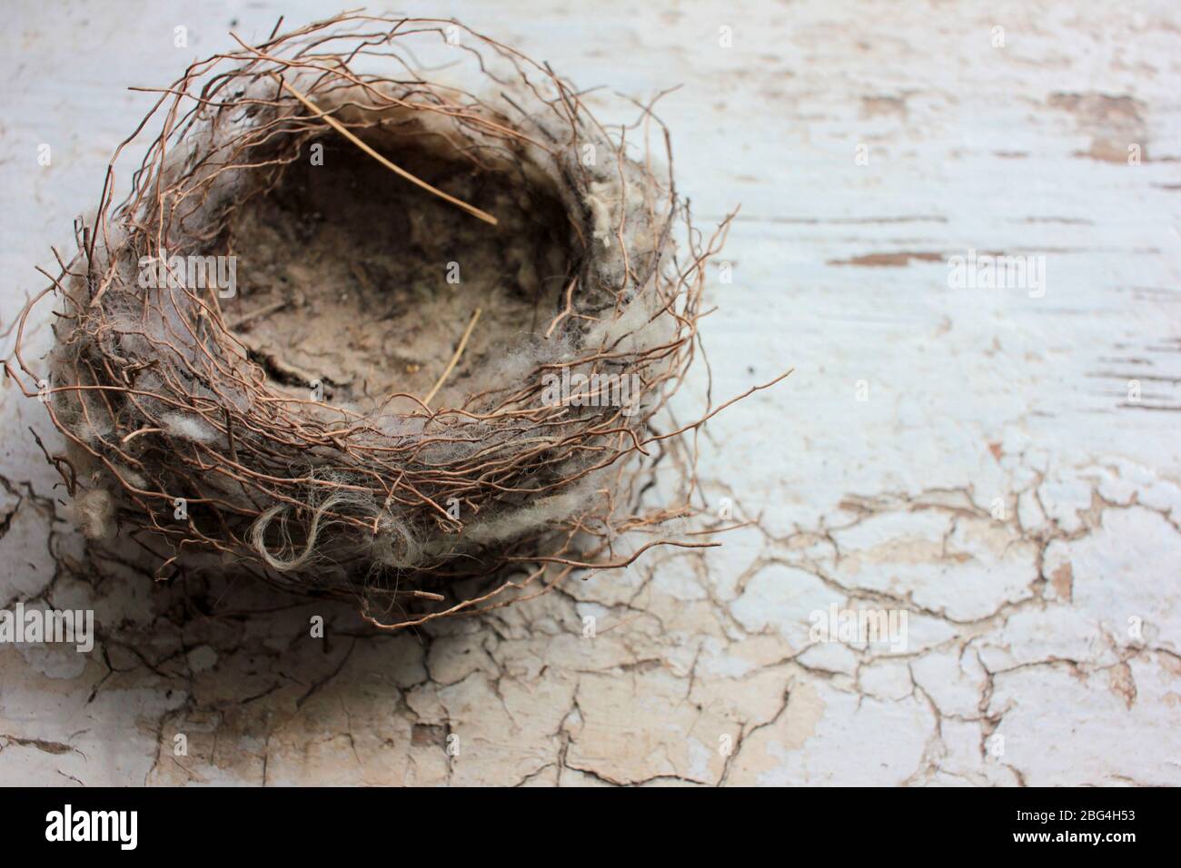Real nest without eggs on old cracked white wooden background. Empty ...