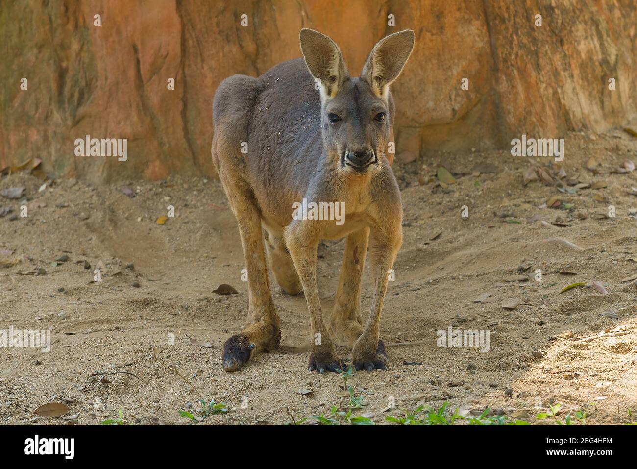 Big kangaroo hi-res stock photography and images - Alamy