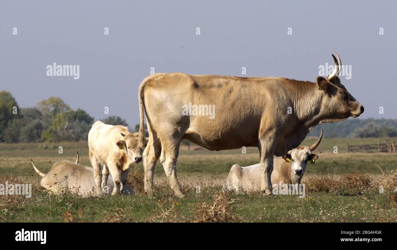 Hungarian Grey cattle, calf on the meadow Stock Photo - Alamy