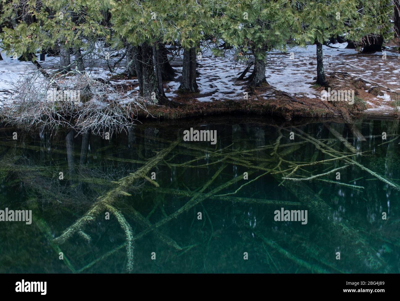 Roots and Fallen Trees in Clear Blue Water of an Underground Spring ...