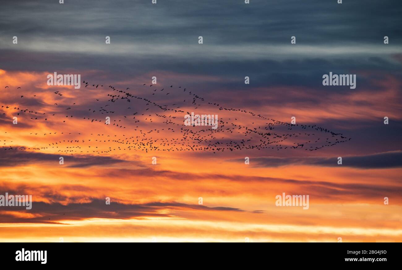 Flock of cranes hi-res stock photography and images - Alamy