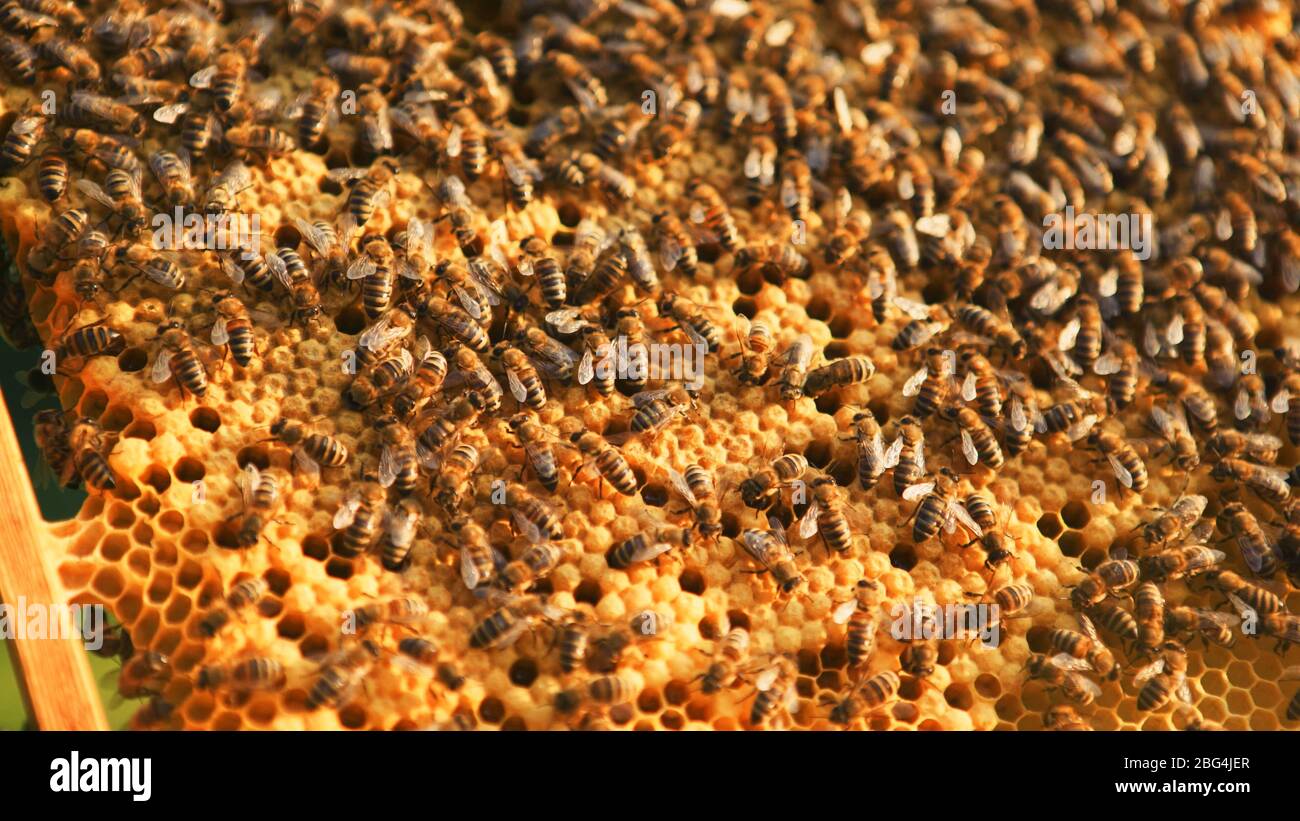 Bee family in the nest close up, honey comb. Honeycomb, colour Stock ...