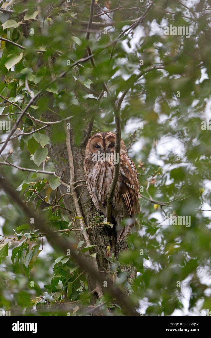 Tawny Owl (Strix aluco Stock Photo - Alamy