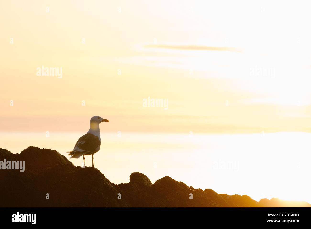 Puget Sound Salish Sea High Resolution Stock Photography and Images - Alamy