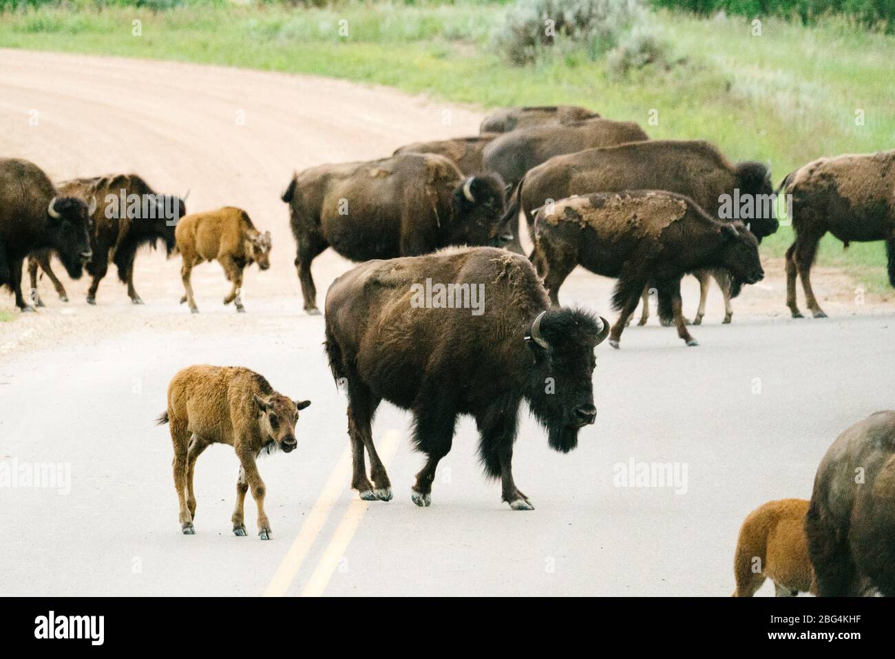 A herd of bison, including babies, walk across a national park road ...