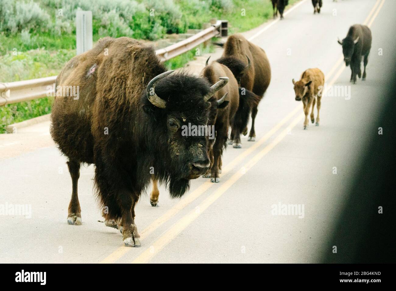 View out a car window of a large buffalo on the road Stock Photo - Alamy
