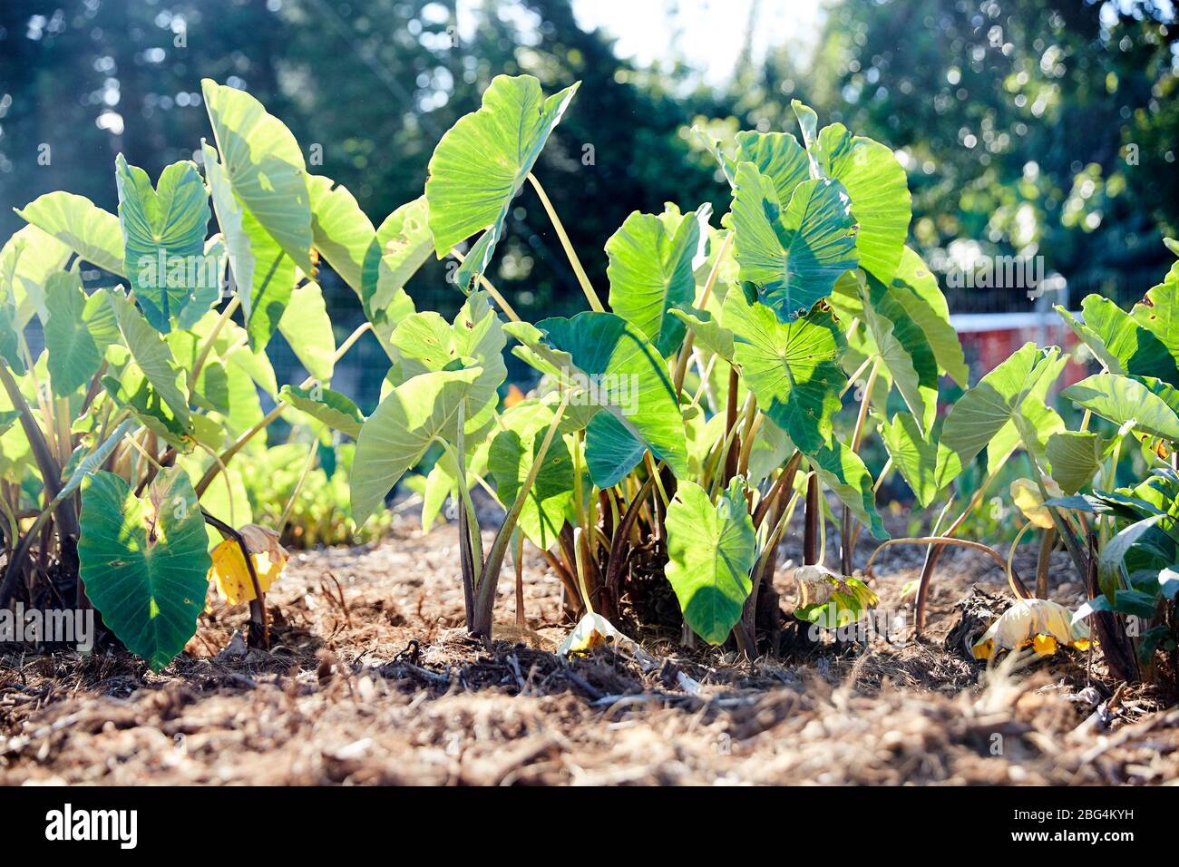 Taro Patch High Resolution Stock Photography and Images - Alamy