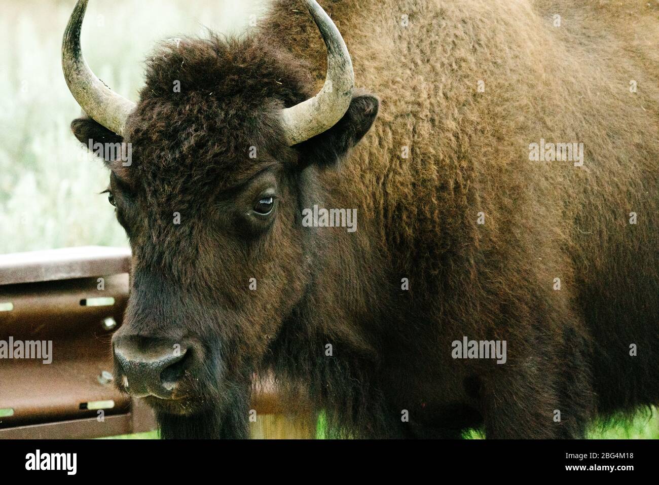 Closeup Bison High Resolution Stock Photography and Images - Alamy