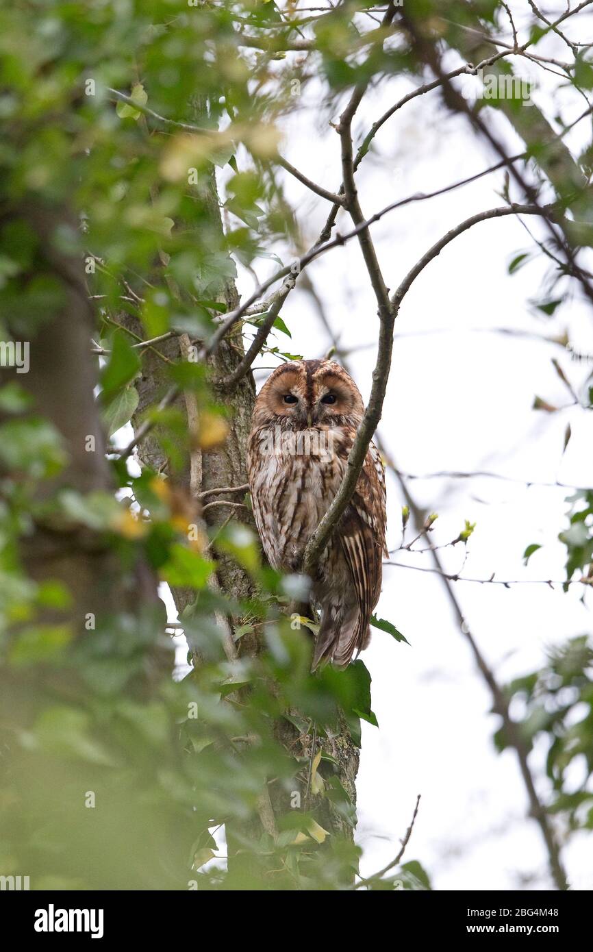 Tawny Owl (Strix aluco Stock Photo - Alamy