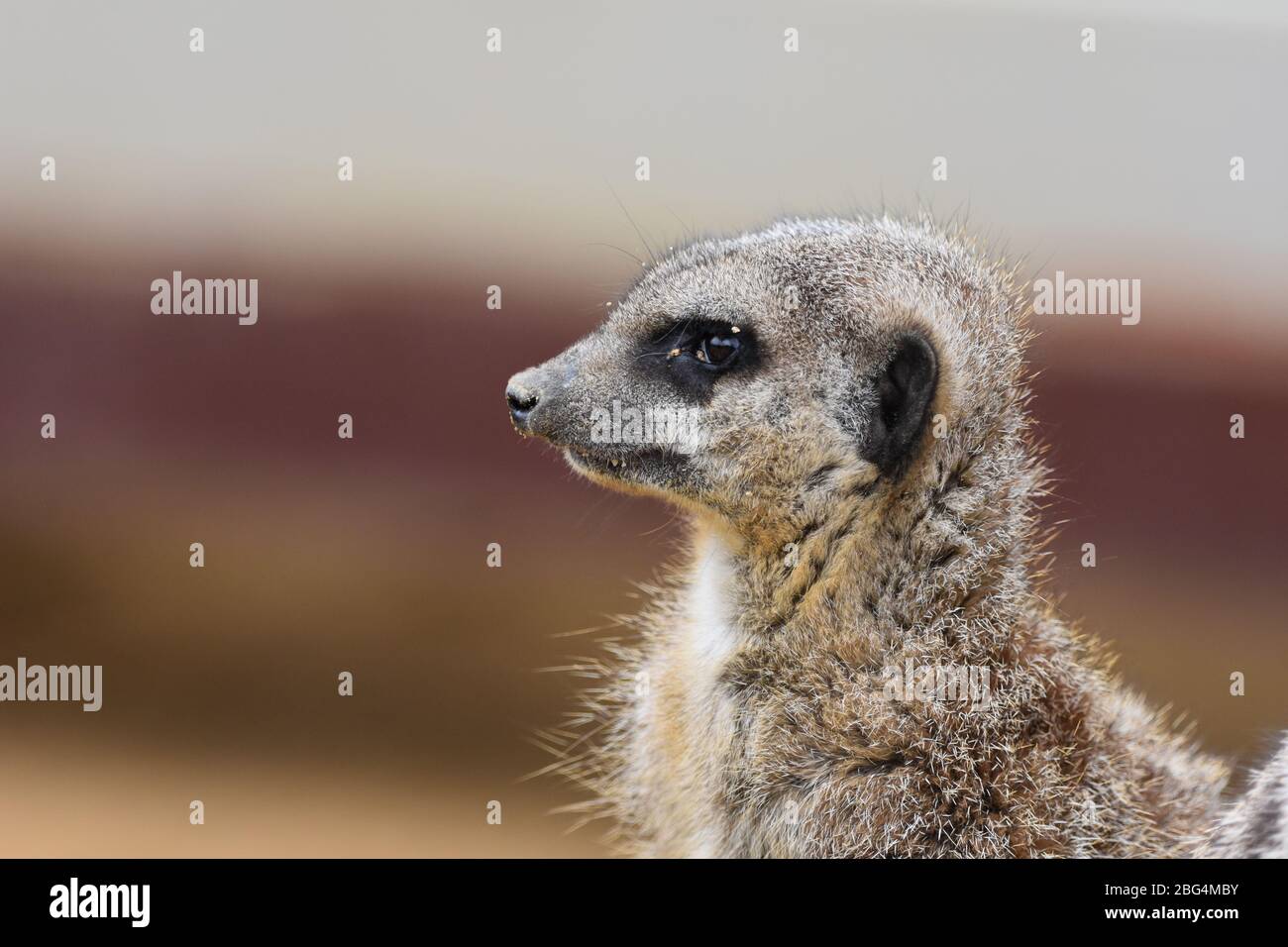 A single Meerkat at Noah's Ark Zoo Farm In Bristol Stock Photo - Alamy