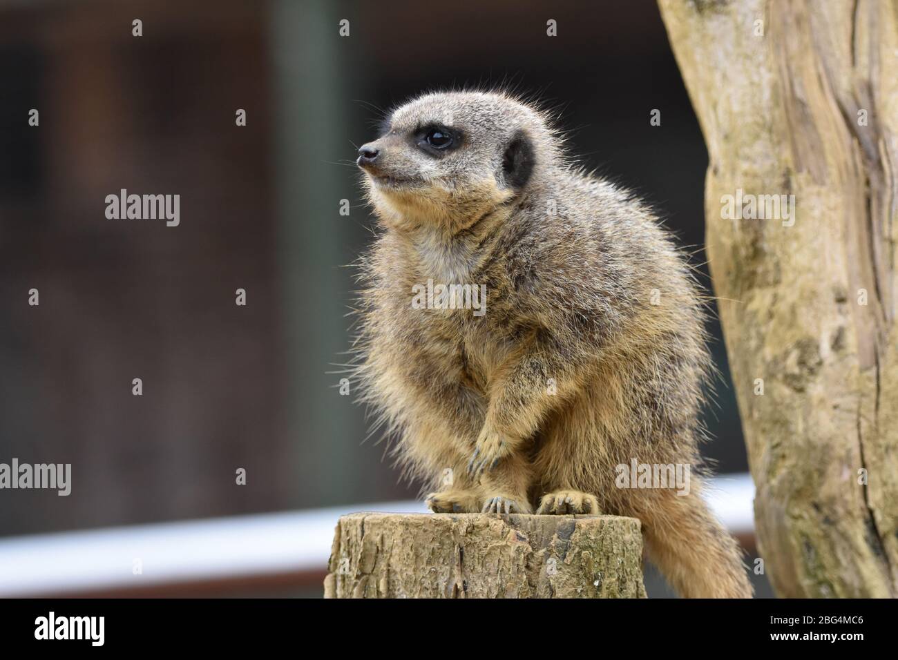 Noahs ark zoo farm images hi-res stock photography and images - Alamy