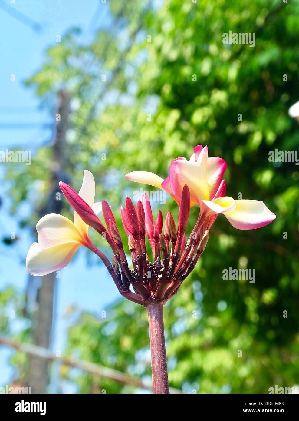 The Beautiful Yellow Tropical Plumeria Frangipani Flowers with Green ...