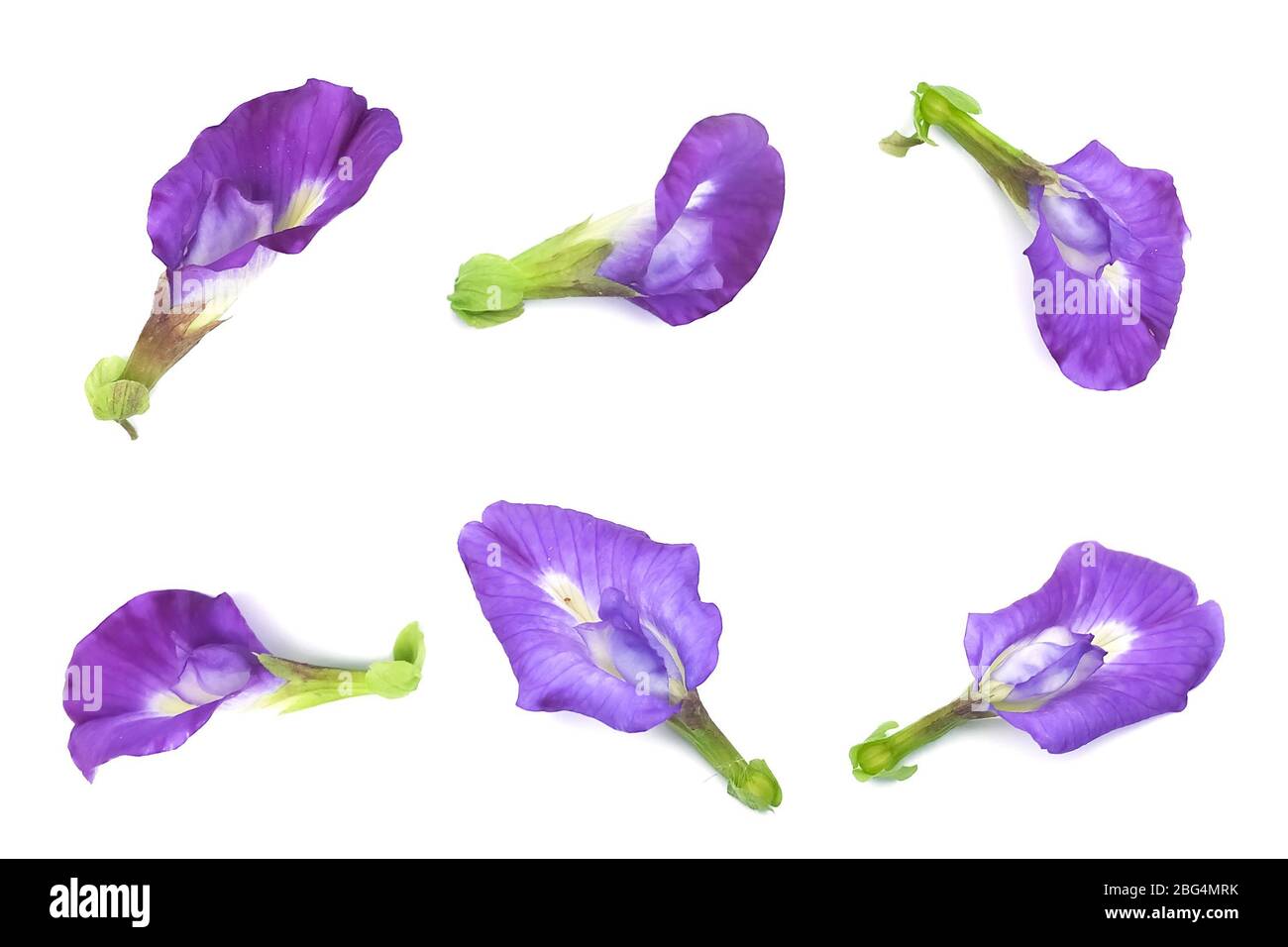 Beautiful Flower, Set of Purple Butterfly Pea Flowers or Asian ...