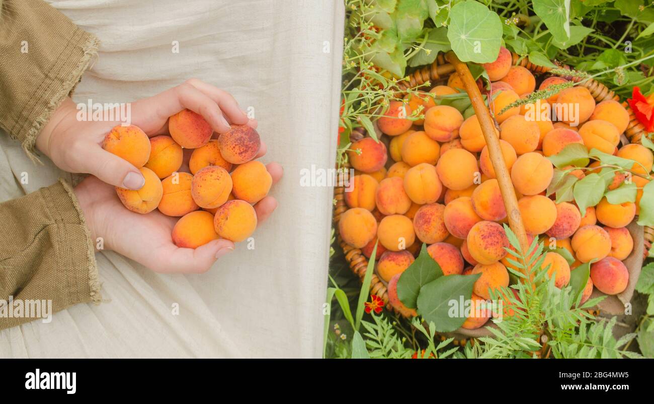 Hands holding apricots hi-res stock photography and images - Alamy