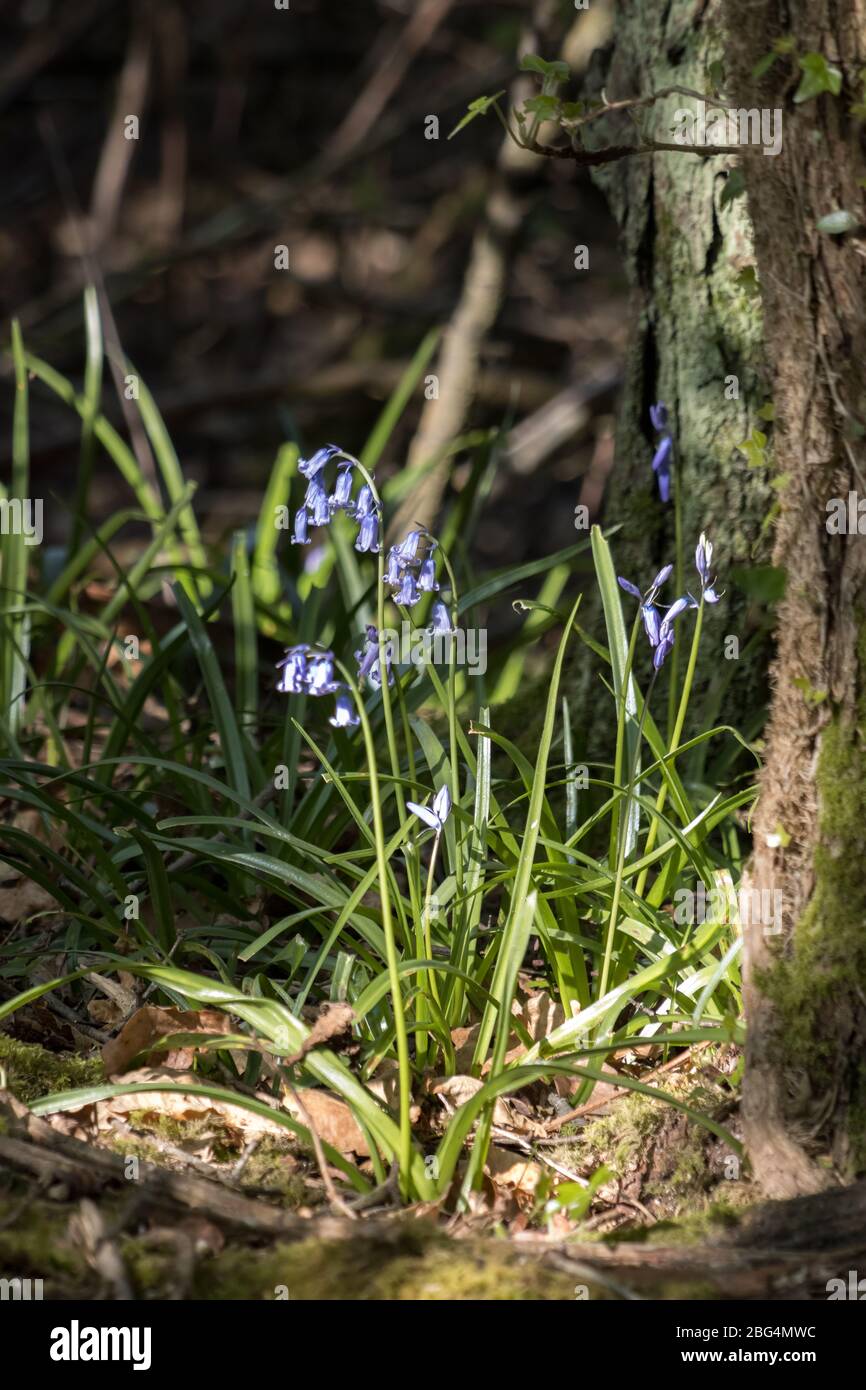 A clump of Bluebells illuminated by spring sunshine Stock Photo - Alamy