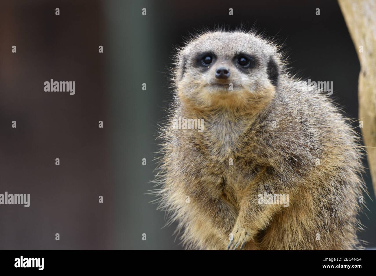 A single Meerkat at Noah's Ark Zoo Farm in Bristol Stock Photo - Alamy