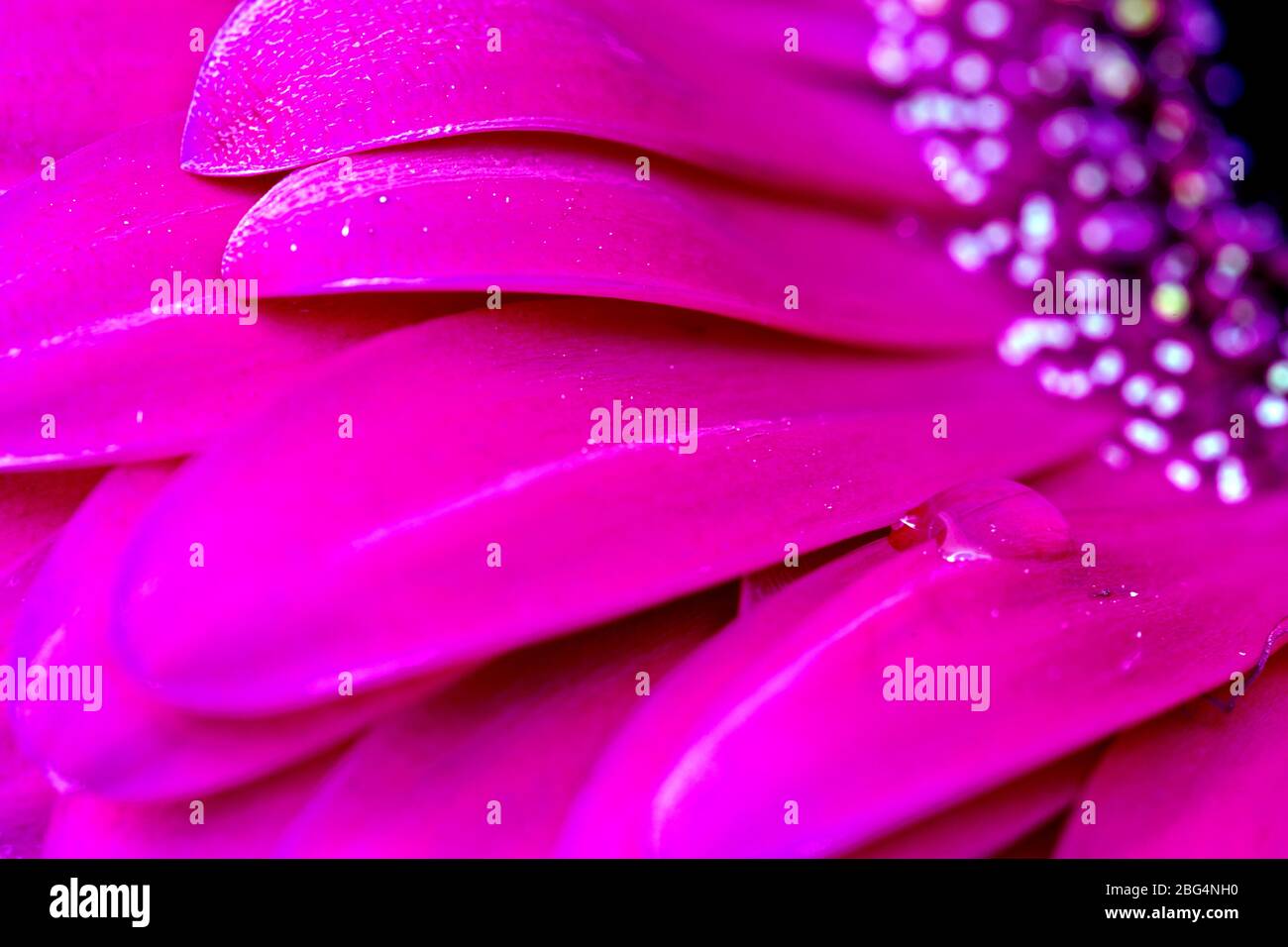 Gerbera Macro Close Up pink flower natural light Stock Photo - Alamy