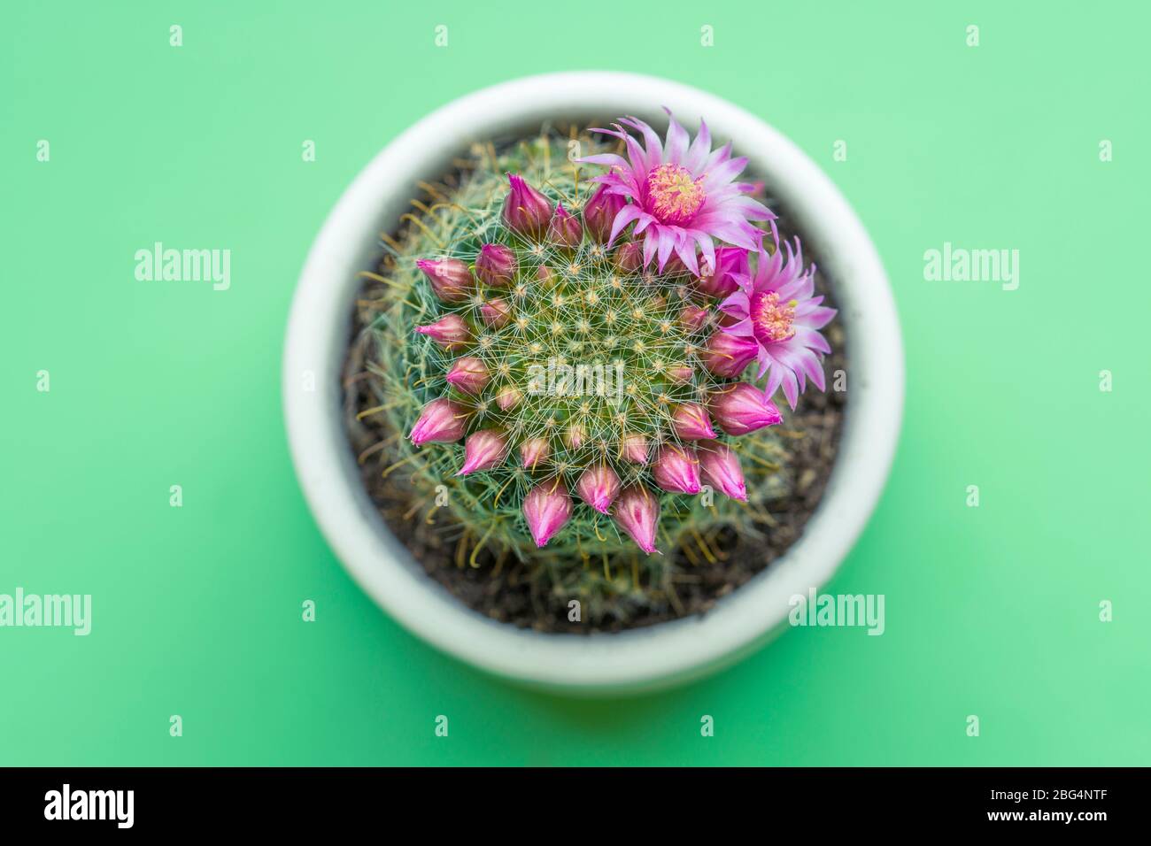 Succulent pink green flower hi-res stock photography and images - Alamy