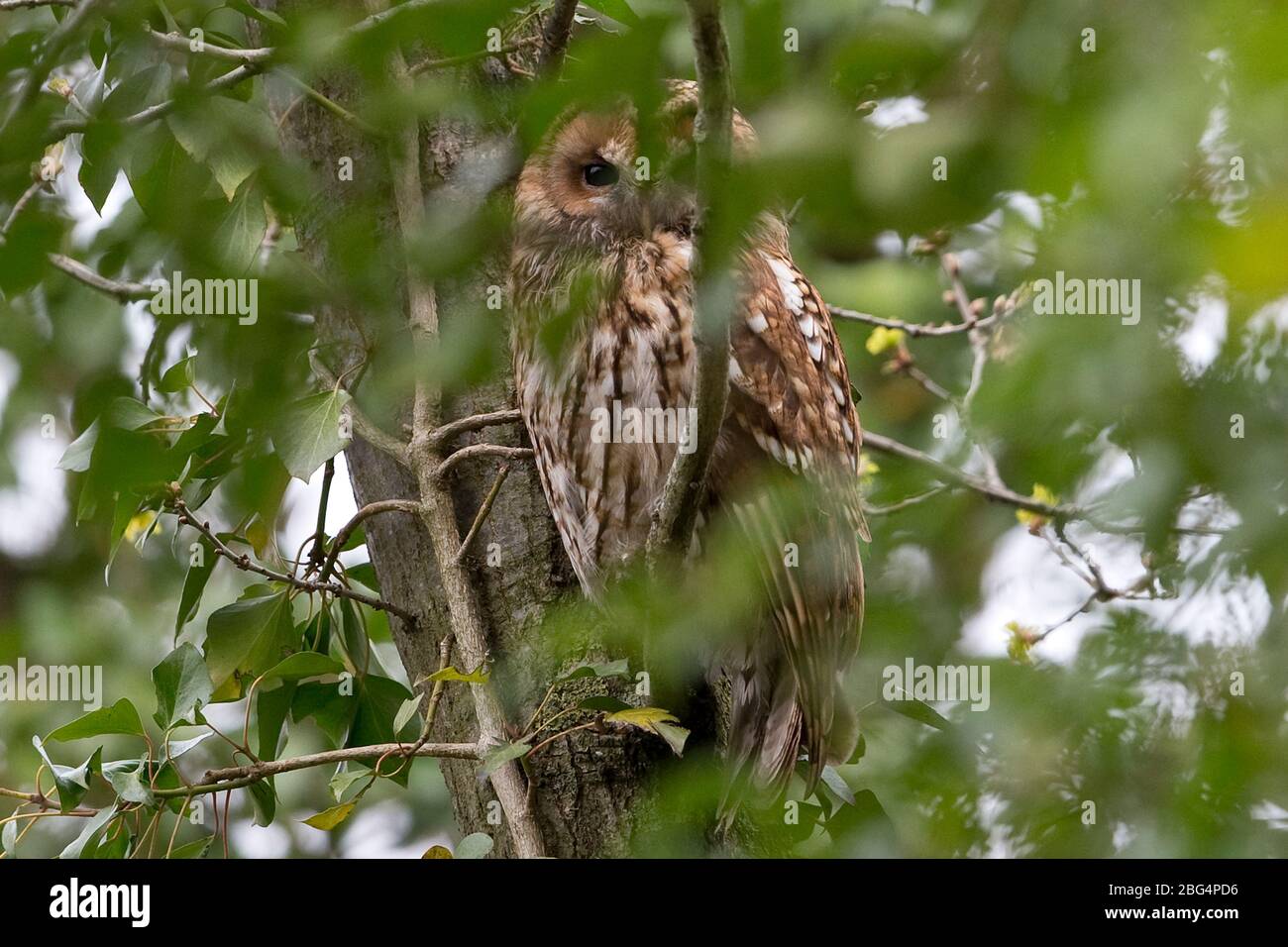 Tawny Owl (Strix aluco Stock Photo - Alamy