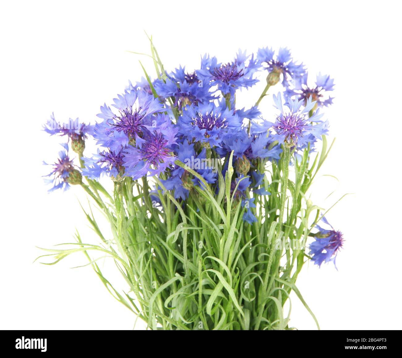 Beautiful bouquet of cornflowers ,isolated on white Stock Photo - Alamy