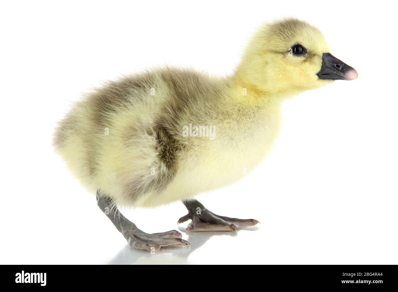 Duckling curiosity hi-res stock photography and images - Alamy