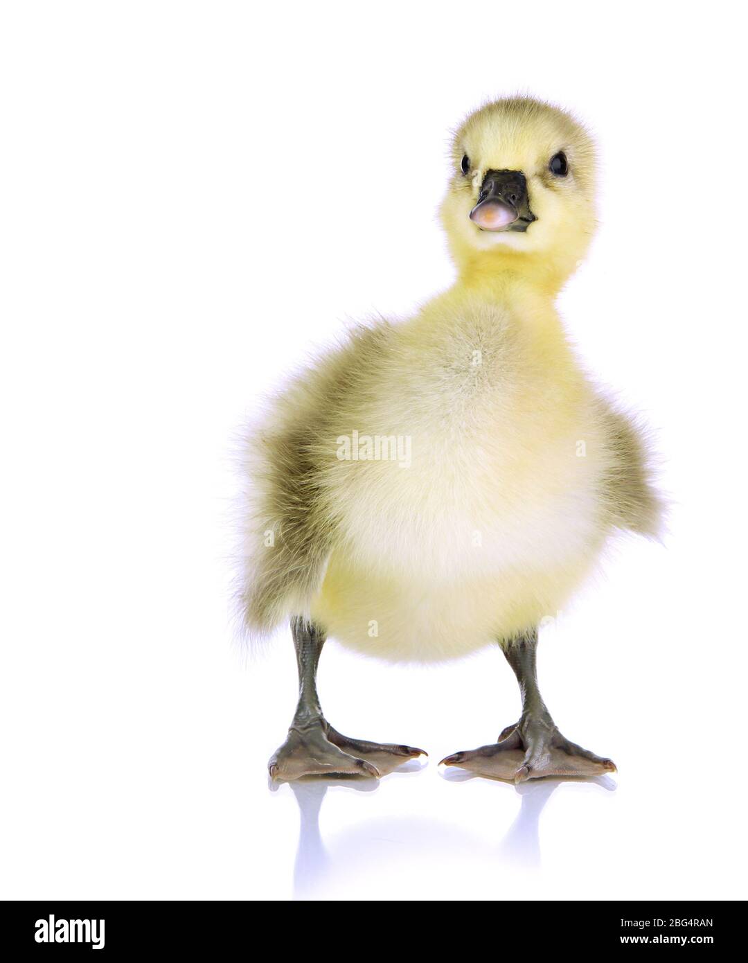 Back yard duckling hi-res stock photography and images - Alamy