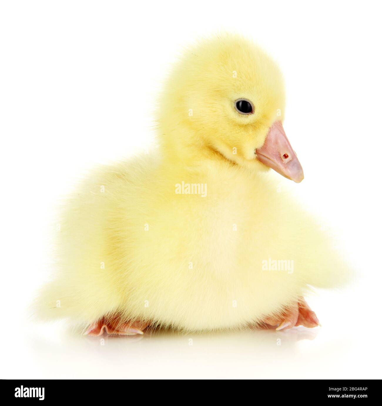 Little duckling isolated on white Stock Photo - Alamy