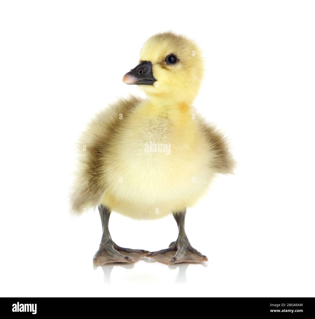 Back yard duckling hi-res stock photography and images - Alamy