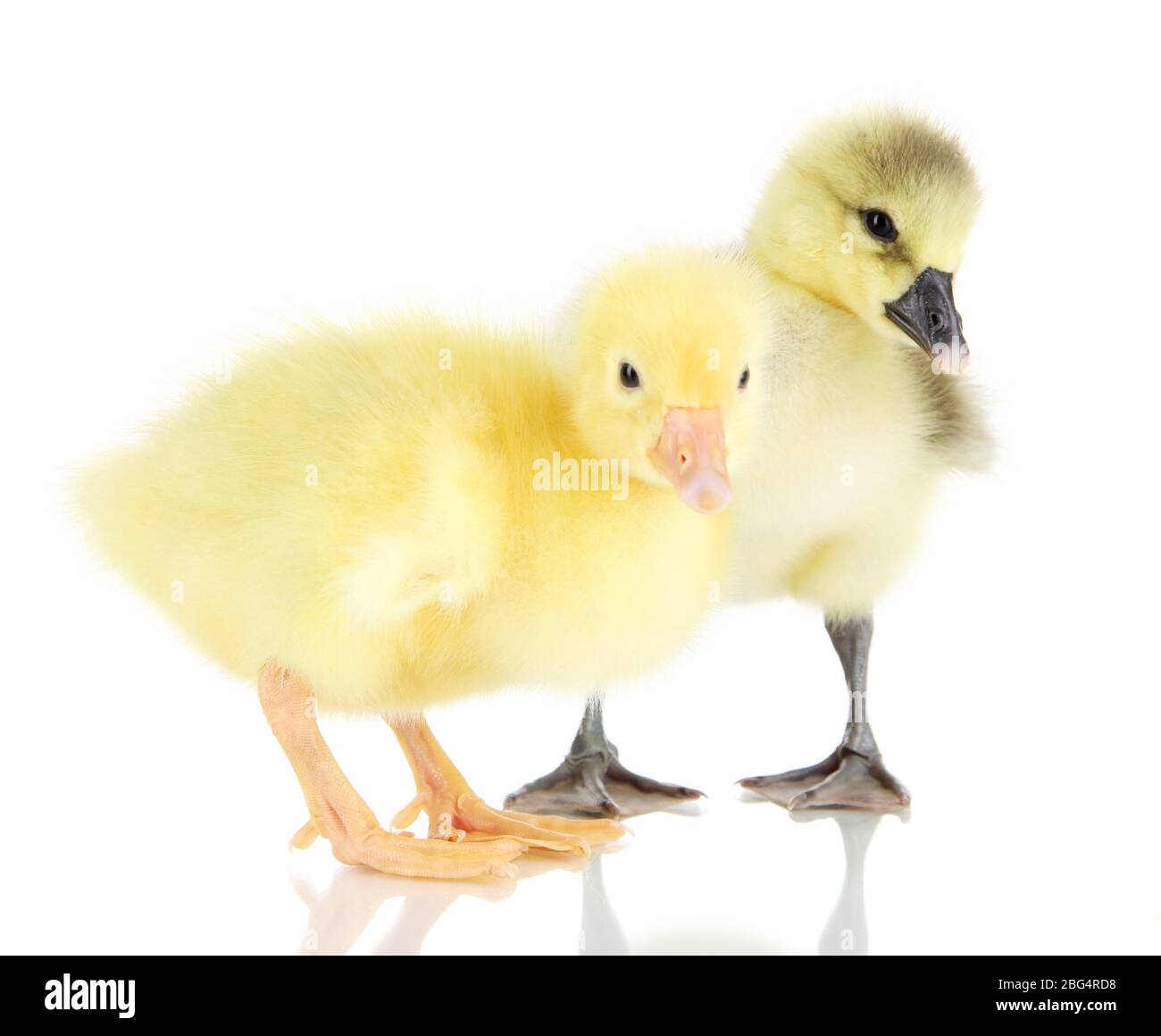 Little ducklings isolated on white Stock Photo - Alamy