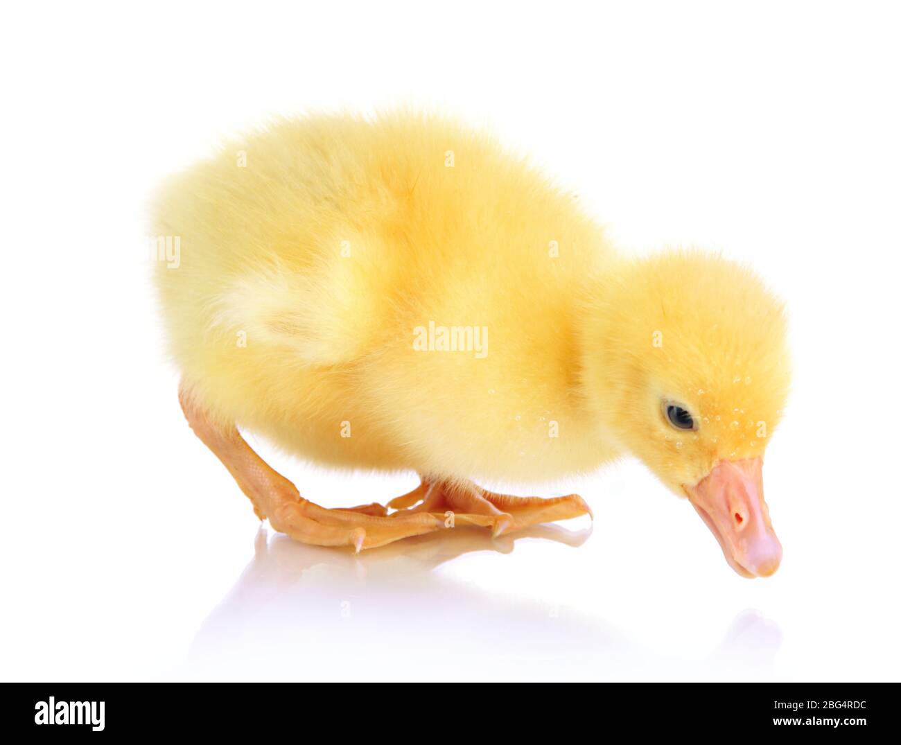 Little duckling isolated on white Stock Photo - Alamy