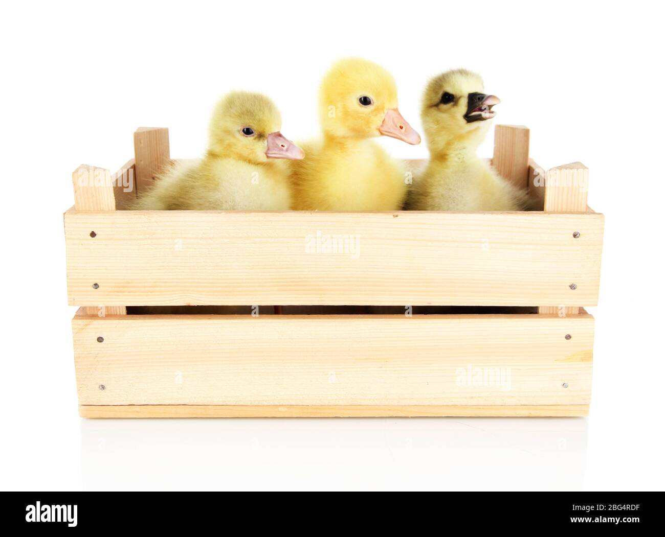 Little ducklings in wooden box isolated on white Stock Photo - Alamy