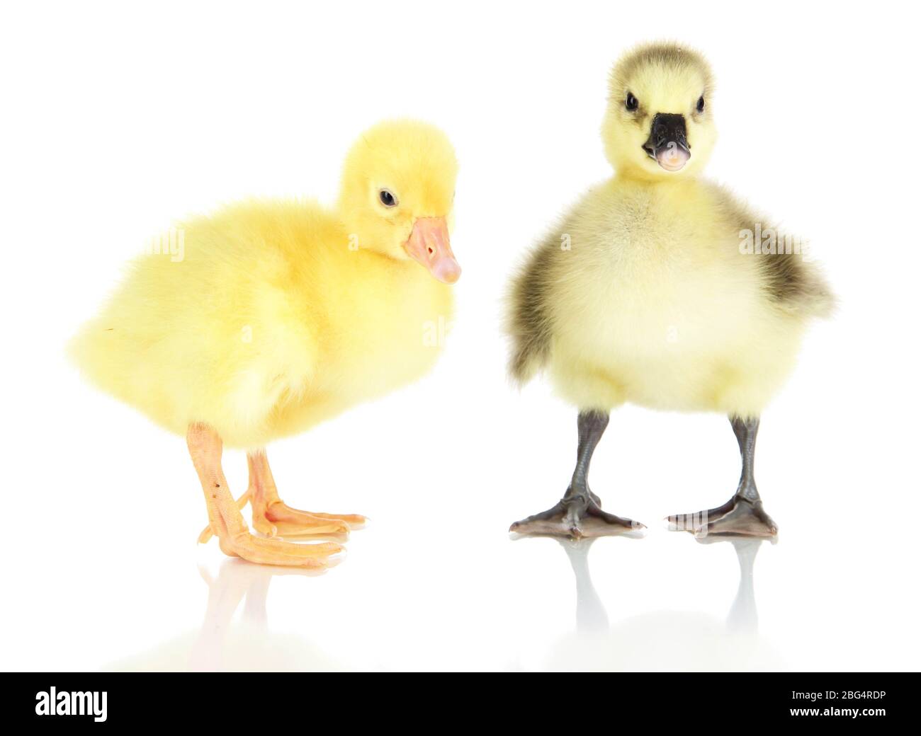 Little ducklings isolated on white Stock Photo - Alamy