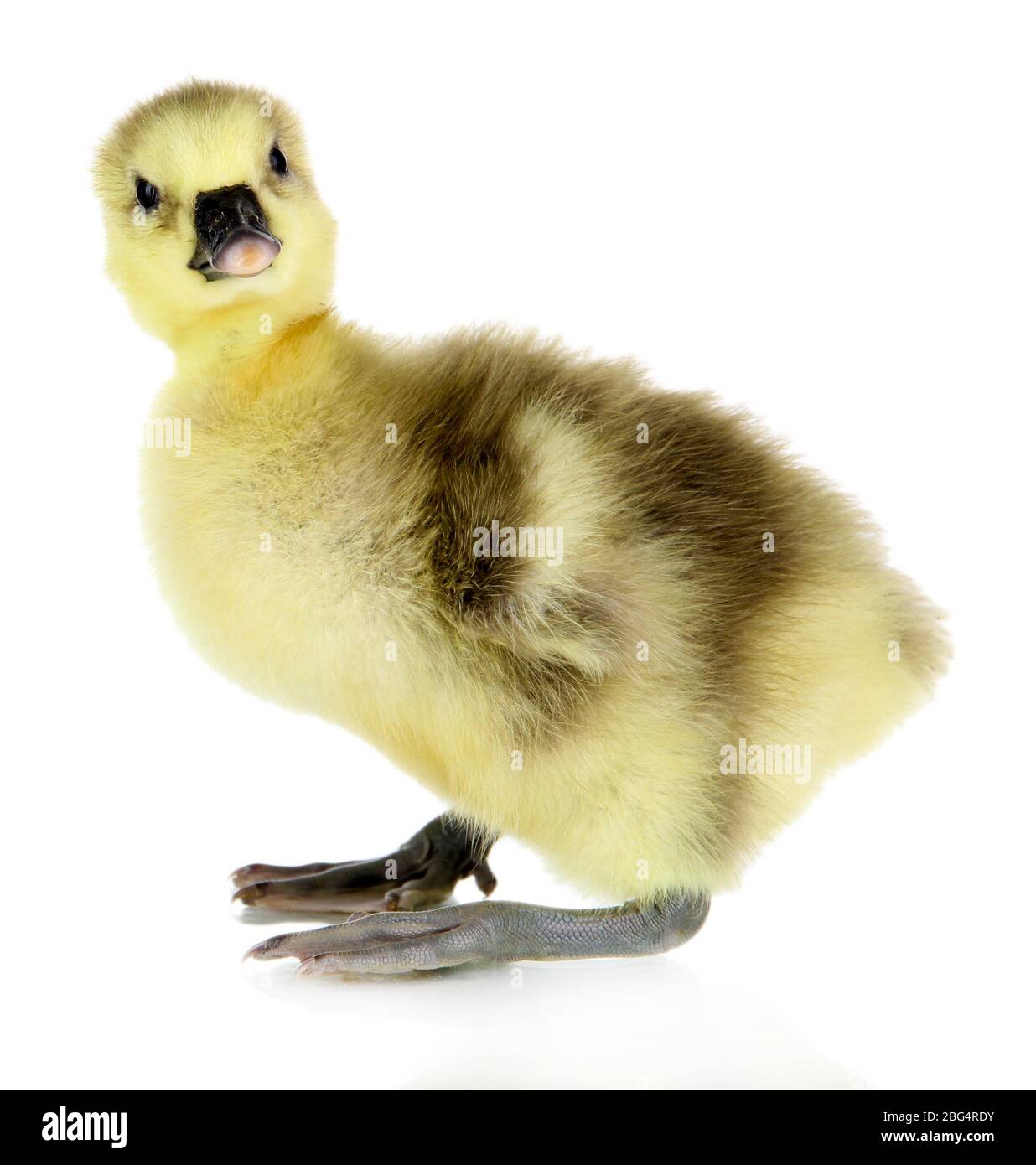 Little duckling isolated on white Stock Photo - Alamy