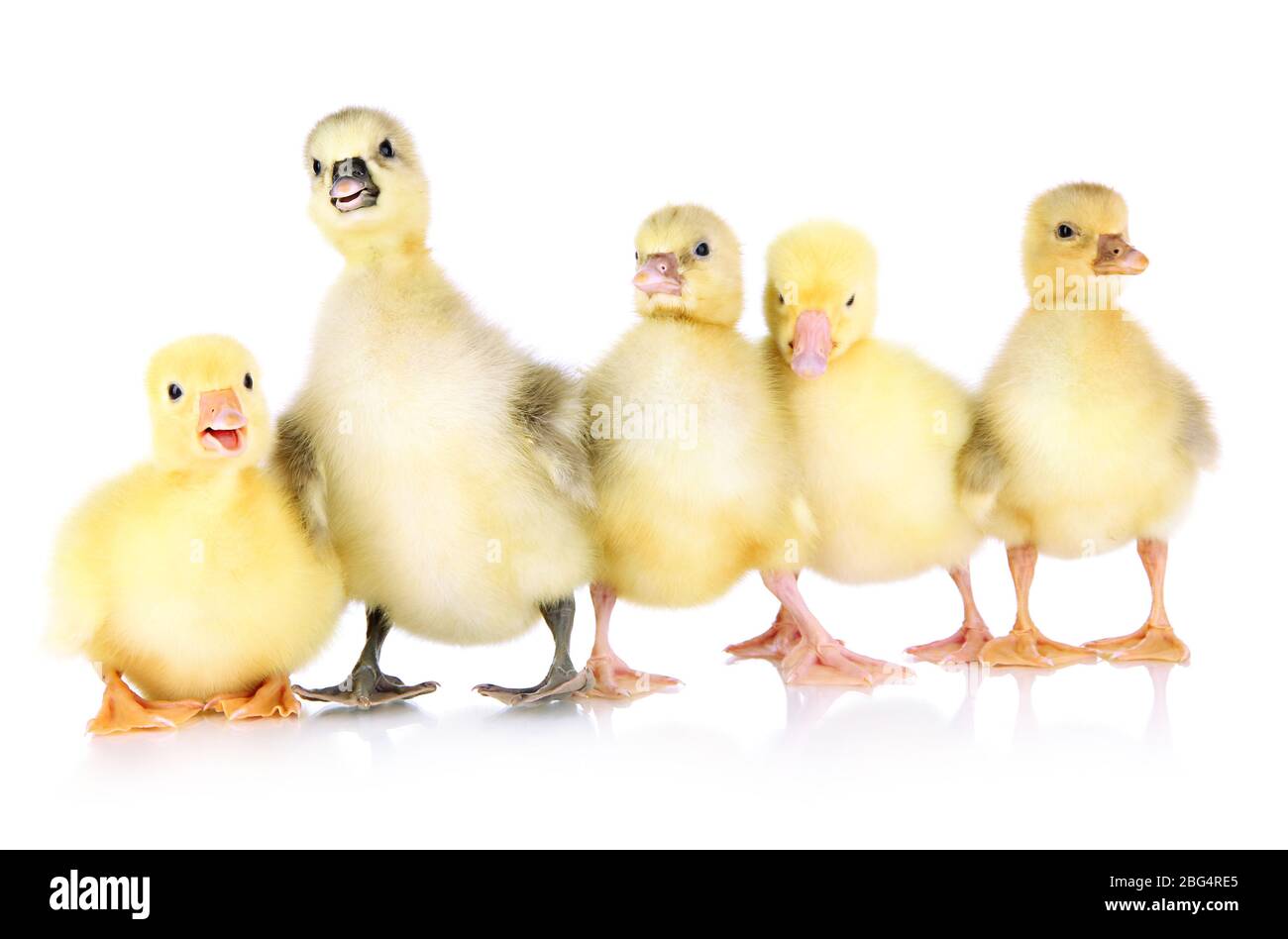 Cute little ducklings standing hi-res stock photography and images - Alamy