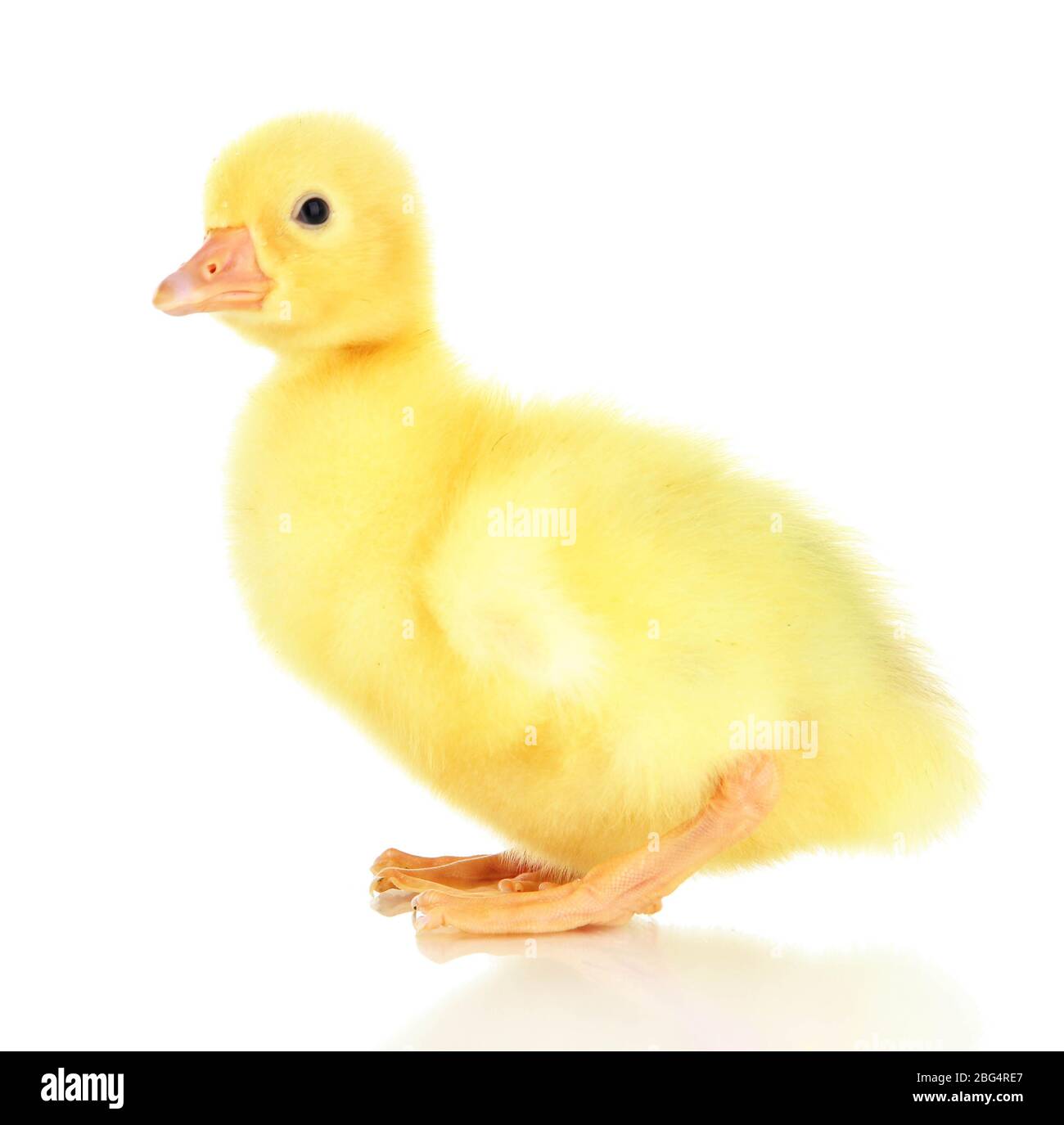 Little duckling isolated on white Stock Photo - Alamy