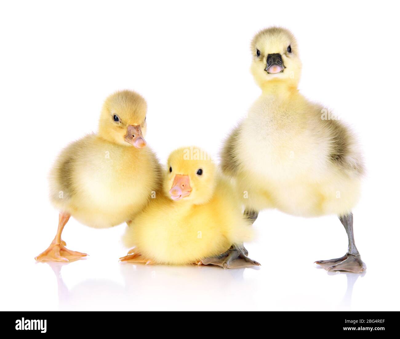 Little ducklings isolated on white Stock Photo - Alamy