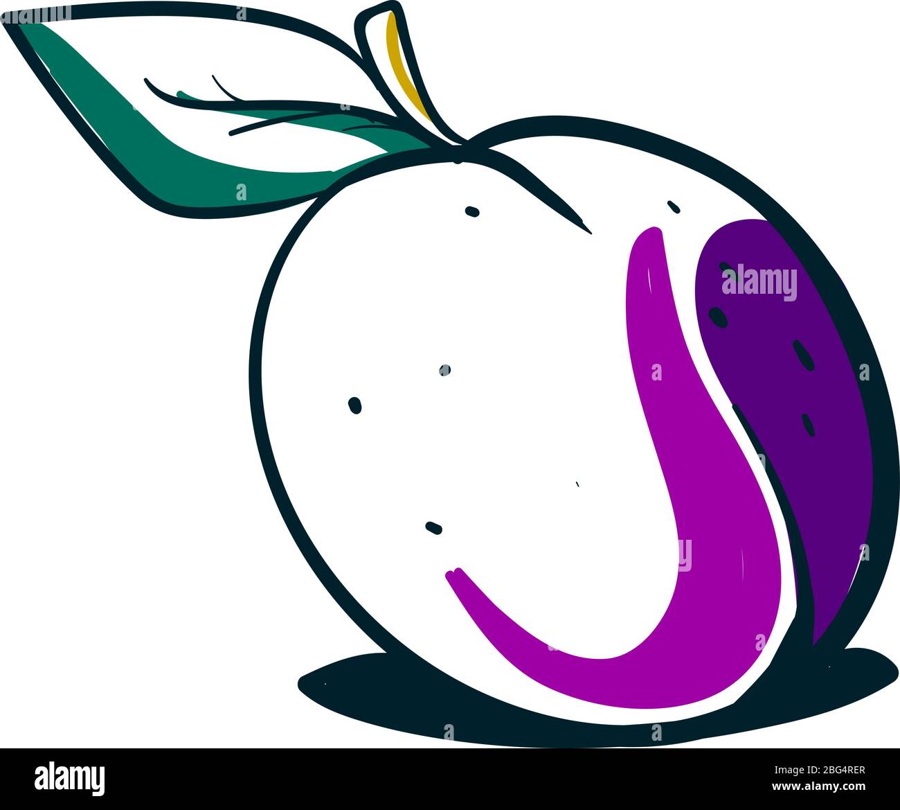 Prune sketch, illustration, vector on white background Stock Vector ...