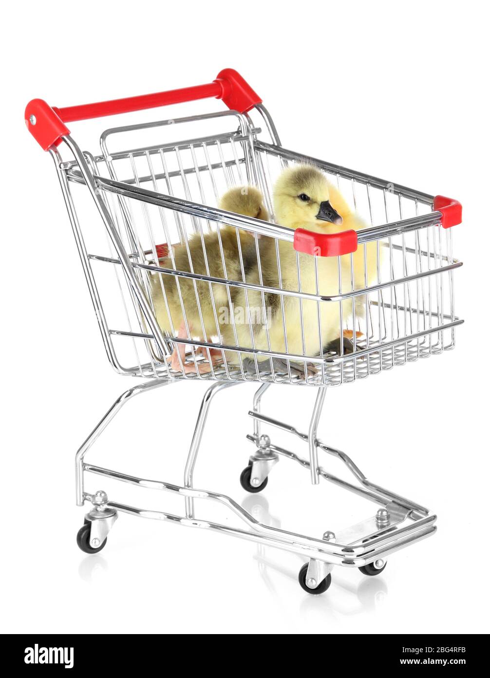 Little ducklings in trolley isolated on white Stock Photo - Alamy