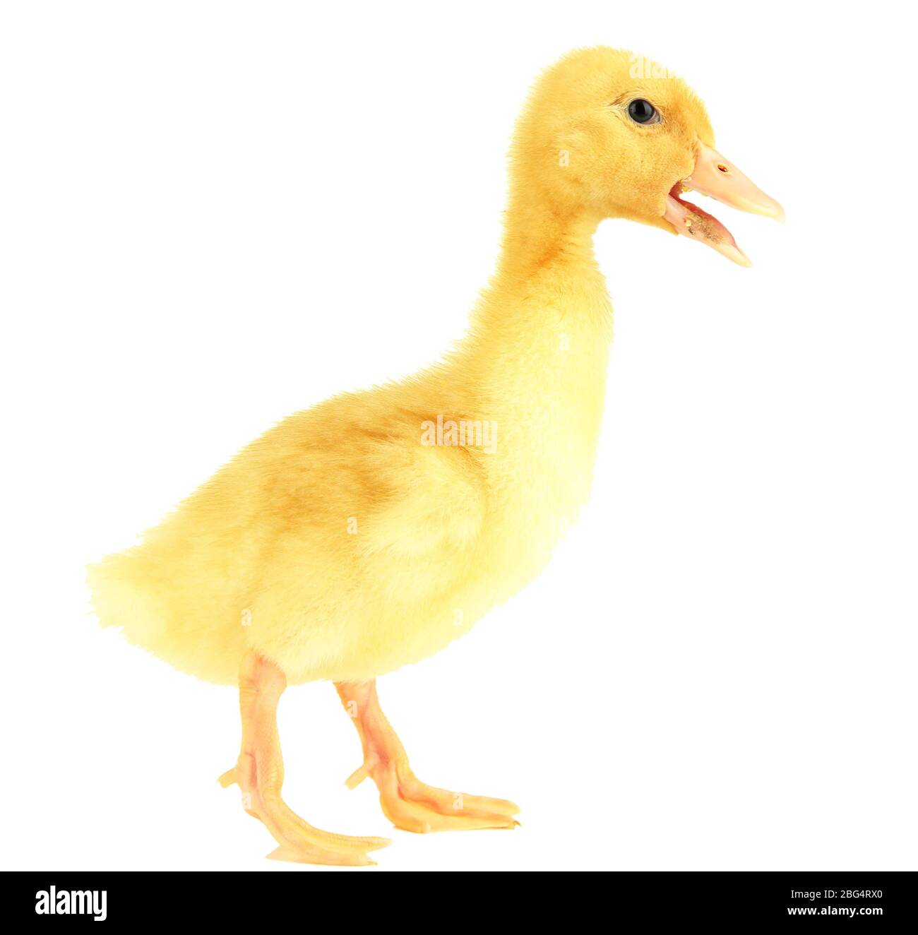 Cute duckling, isolated on white Stock Photo - Alamy