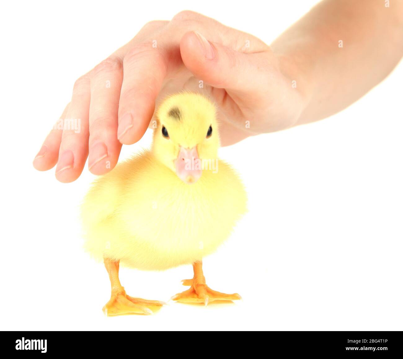 Hand with cute duckling, isolated on white Stock Photo - Alamy