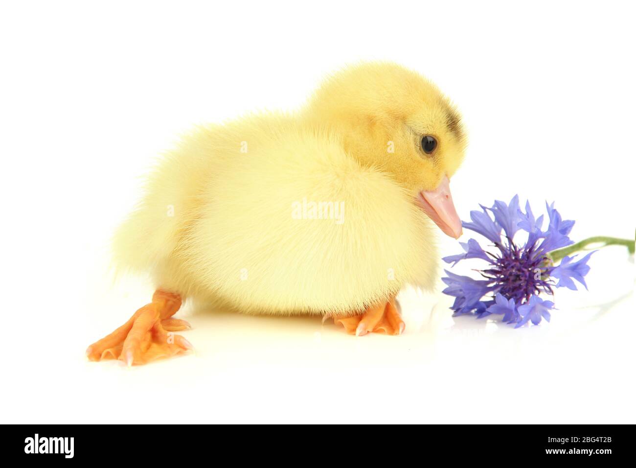 Cute duckling, isolated on white Stock Photo - Alamy