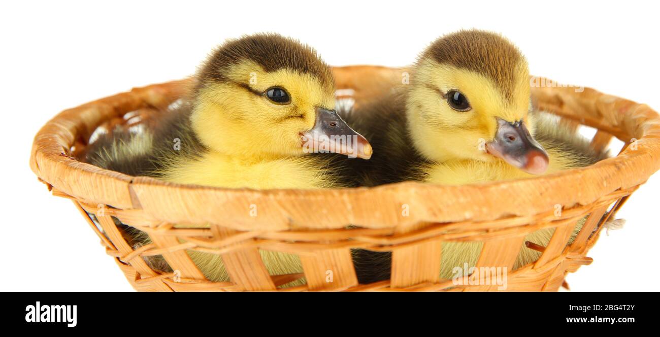 Cute ducklings in wicker basket, isolated on white Stock Photo - Alamy