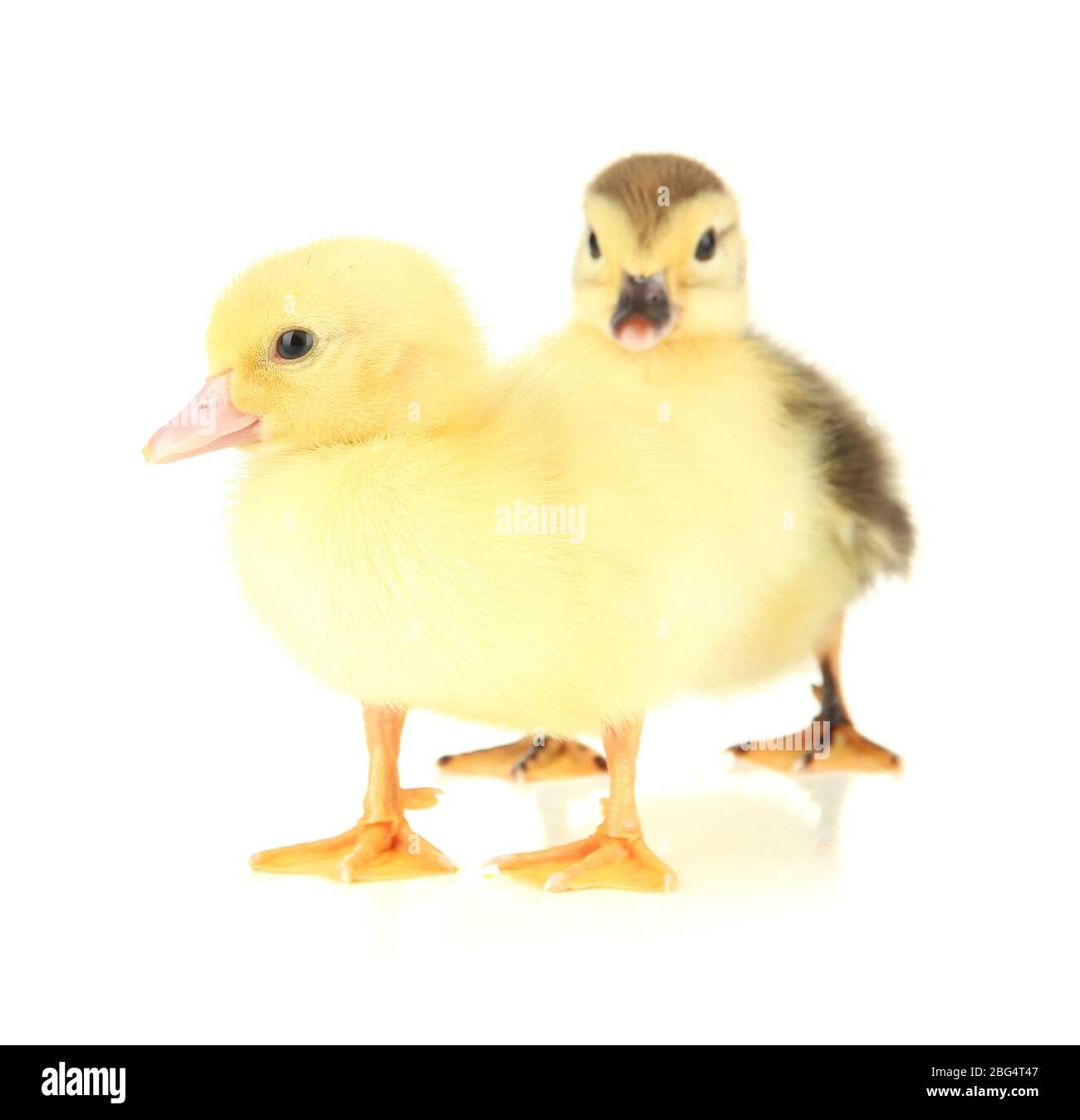 Cute ducklings, isolated on white Stock Photo - Alamy