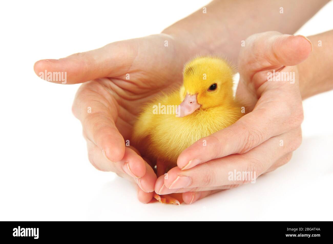 Hand with cute duckling, isolated on white Stock Photo - Alamy