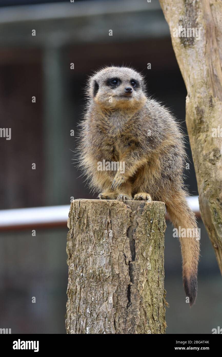 A single Slender-tailed meerkat Stock Photo - Alamy