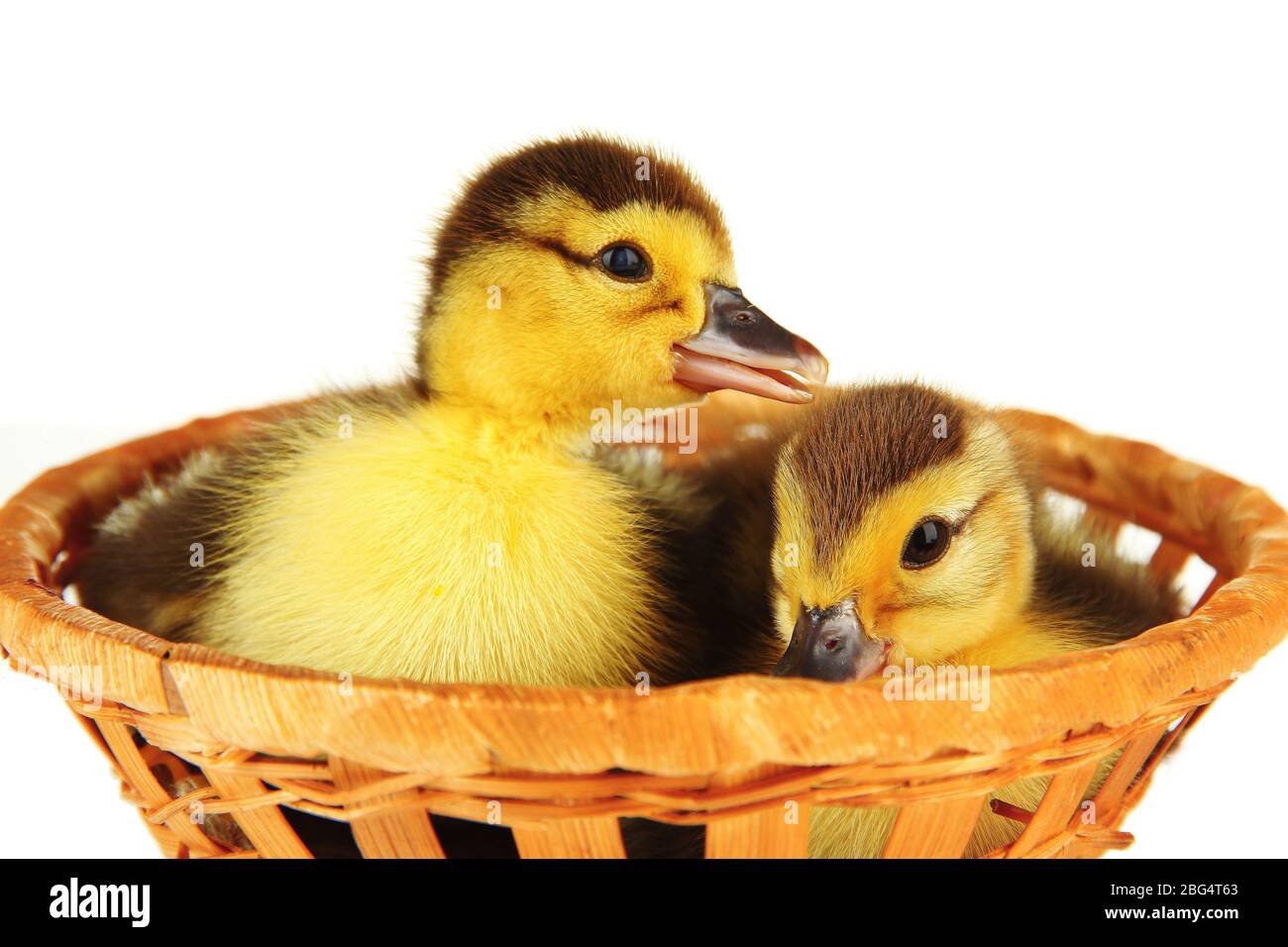 Cute ducklings in wicker basket, isolated on white Stock Photo - Alamy
