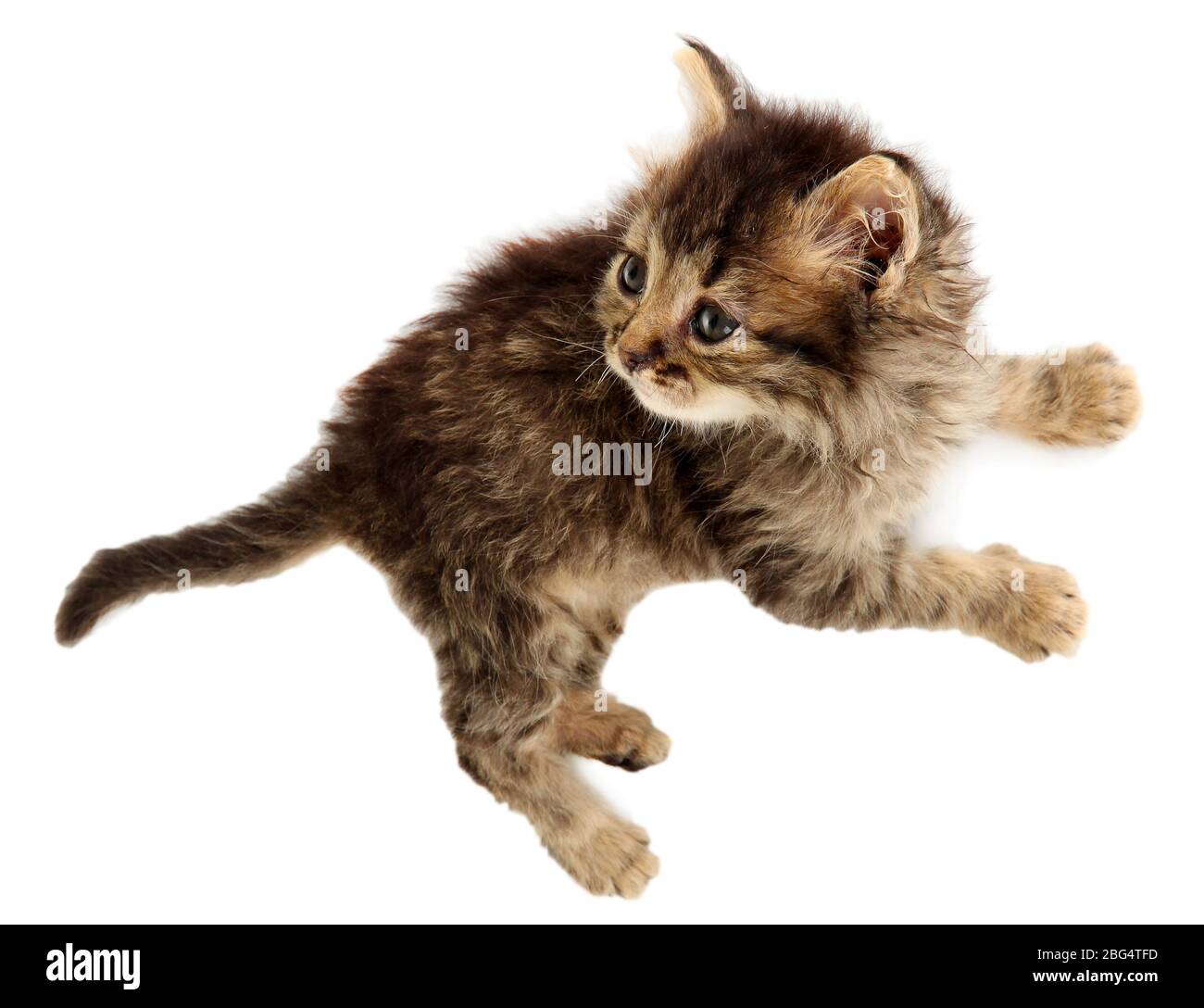 Small domestic kitten plays on Cut Out Stock Images & Pictures - Alamy