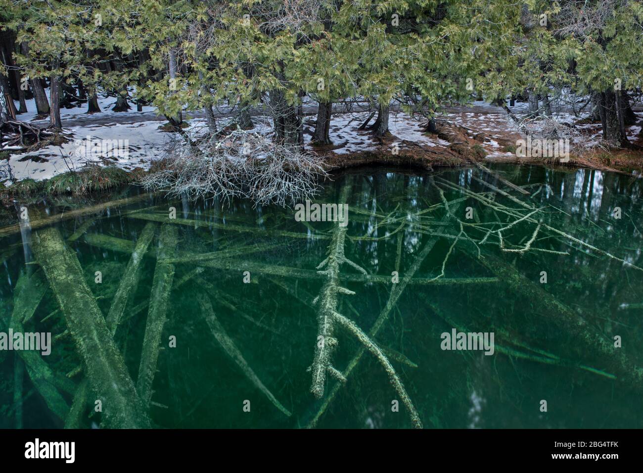 Roots and Fallen Trees in Clear Blue Water of an Underground Spring ...