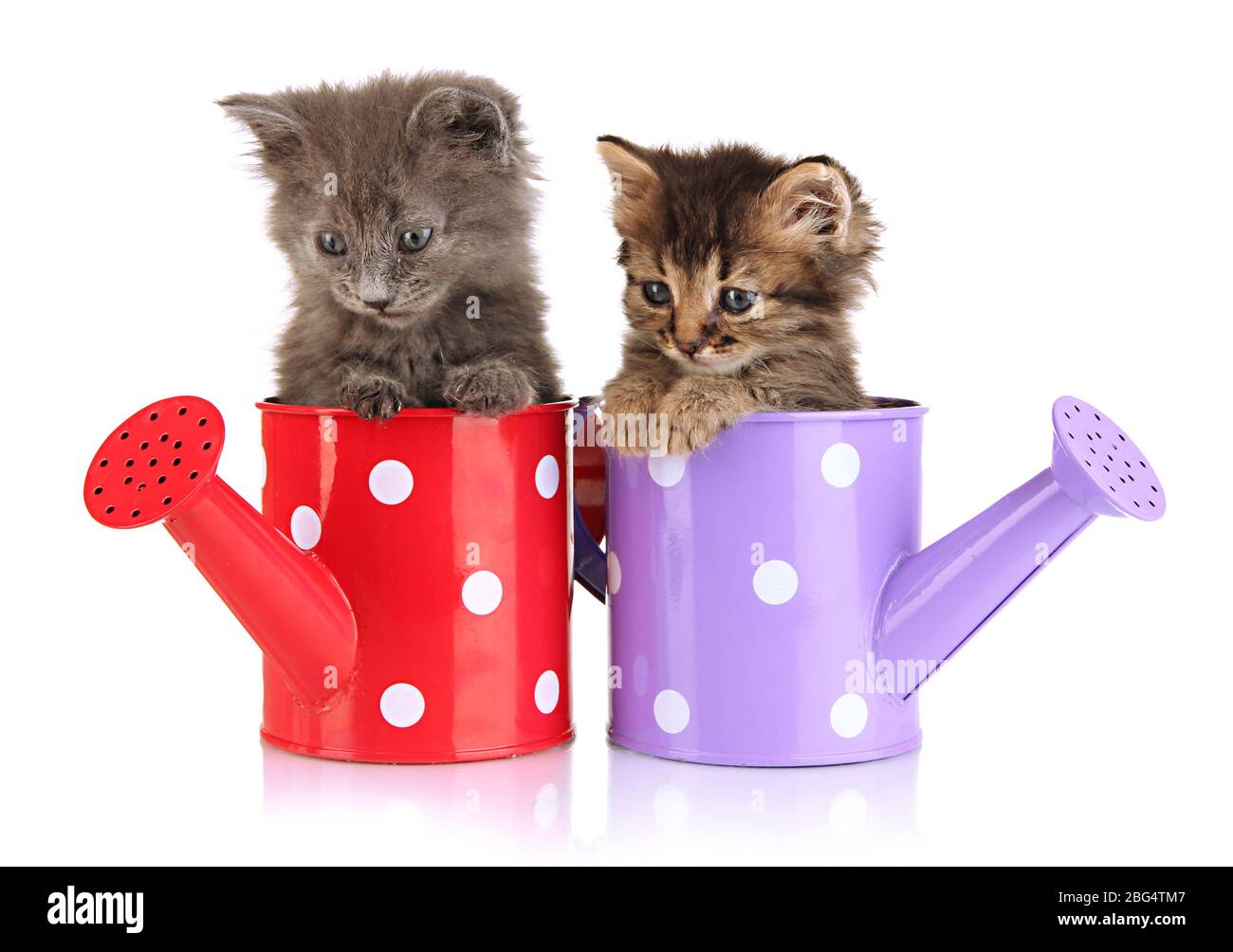 Purple cat sitting Cut Out Stock Images & Pictures - Alamy
